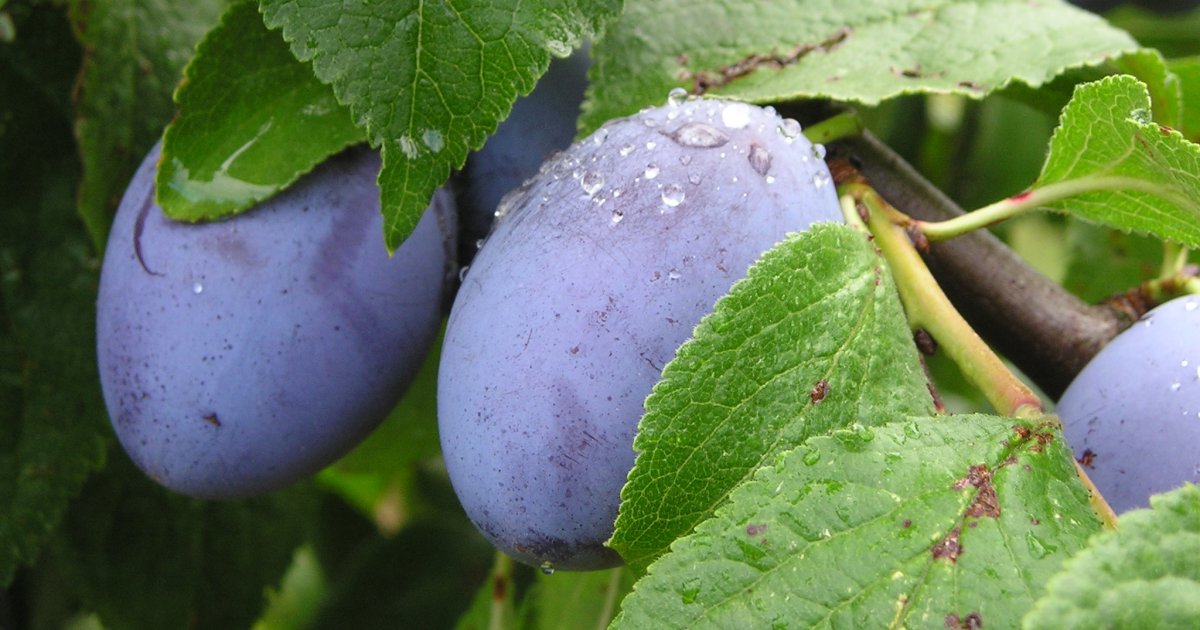 Pflaumenmarkt in Stromberg | Burgdorf-Stromberg